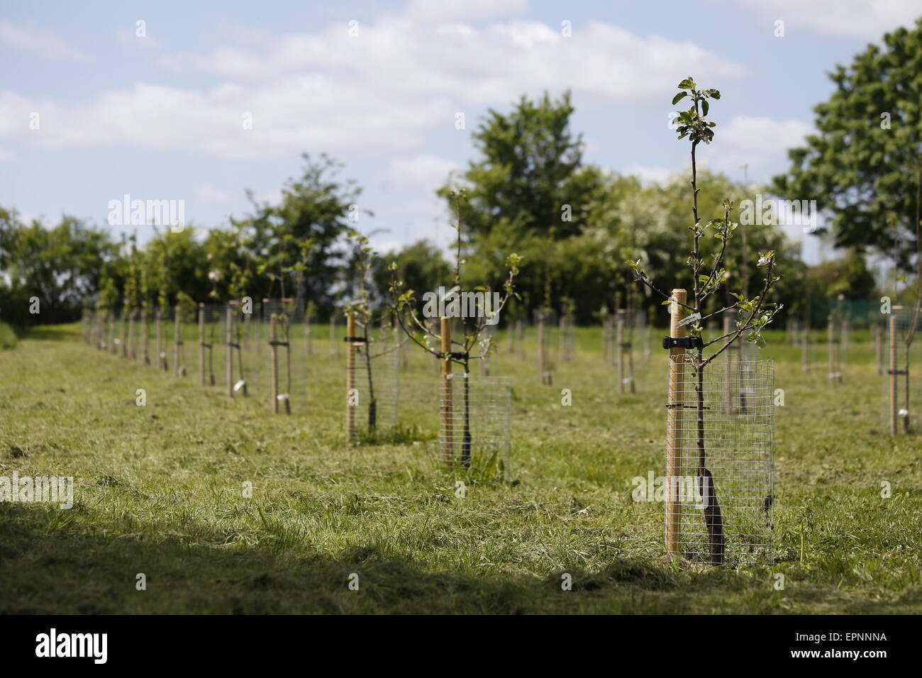 Neat tree rows hi-res stock photography and images - Alamy