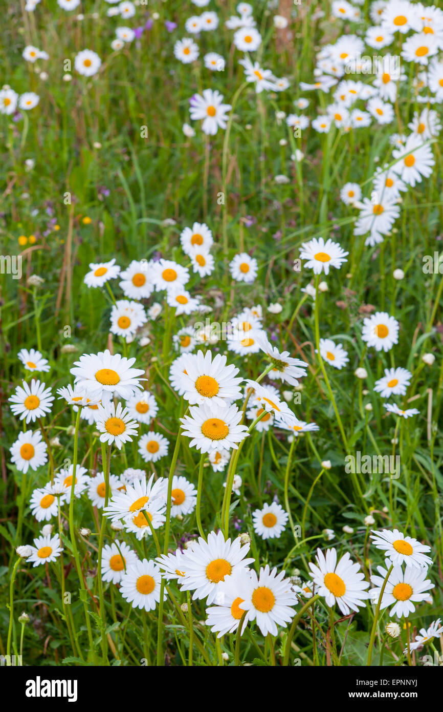 Daisy flowers in meadow Stock Photo - Alamy