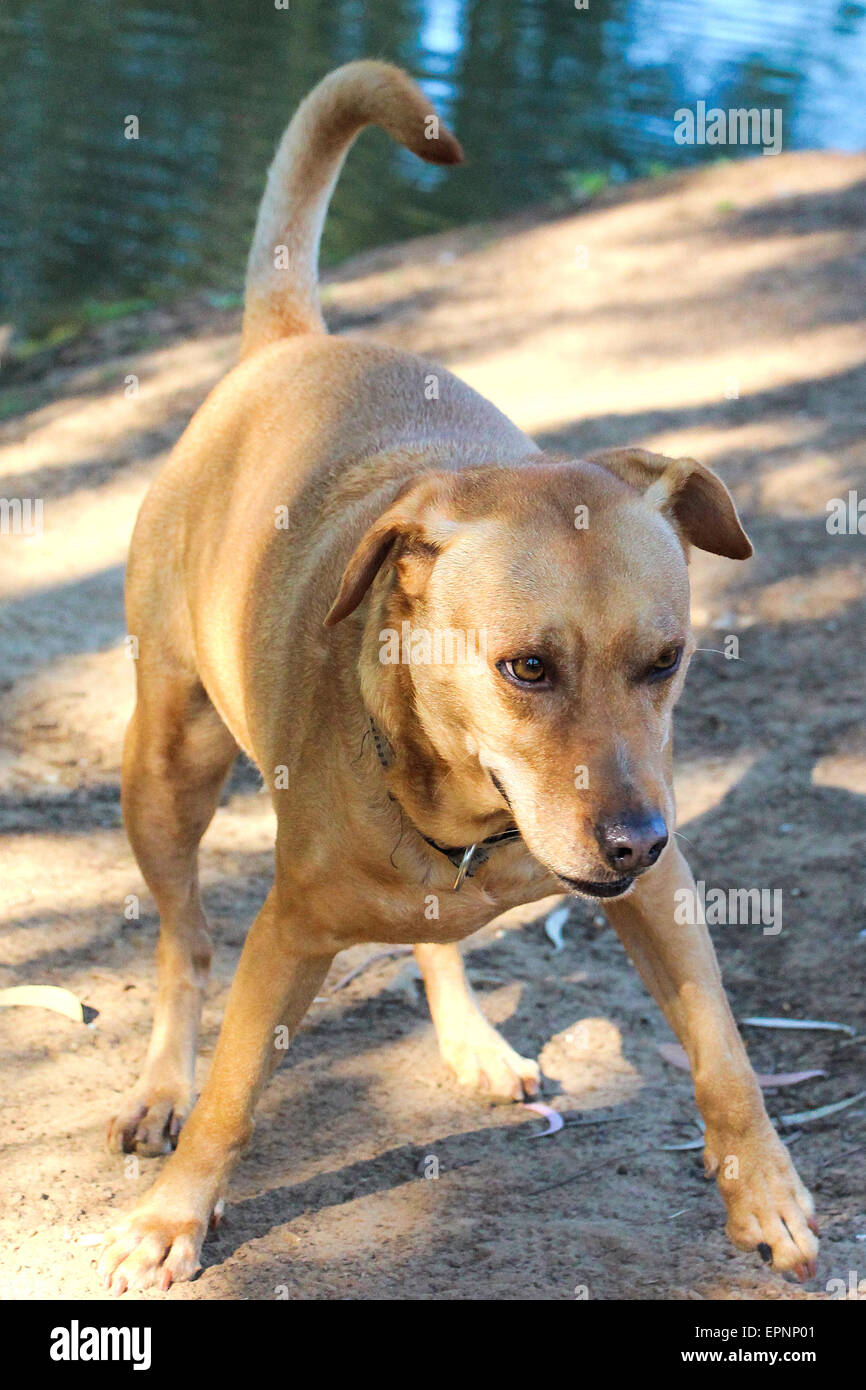 Dog Of Israel High Resolution Stock Photography and Images - Alamy