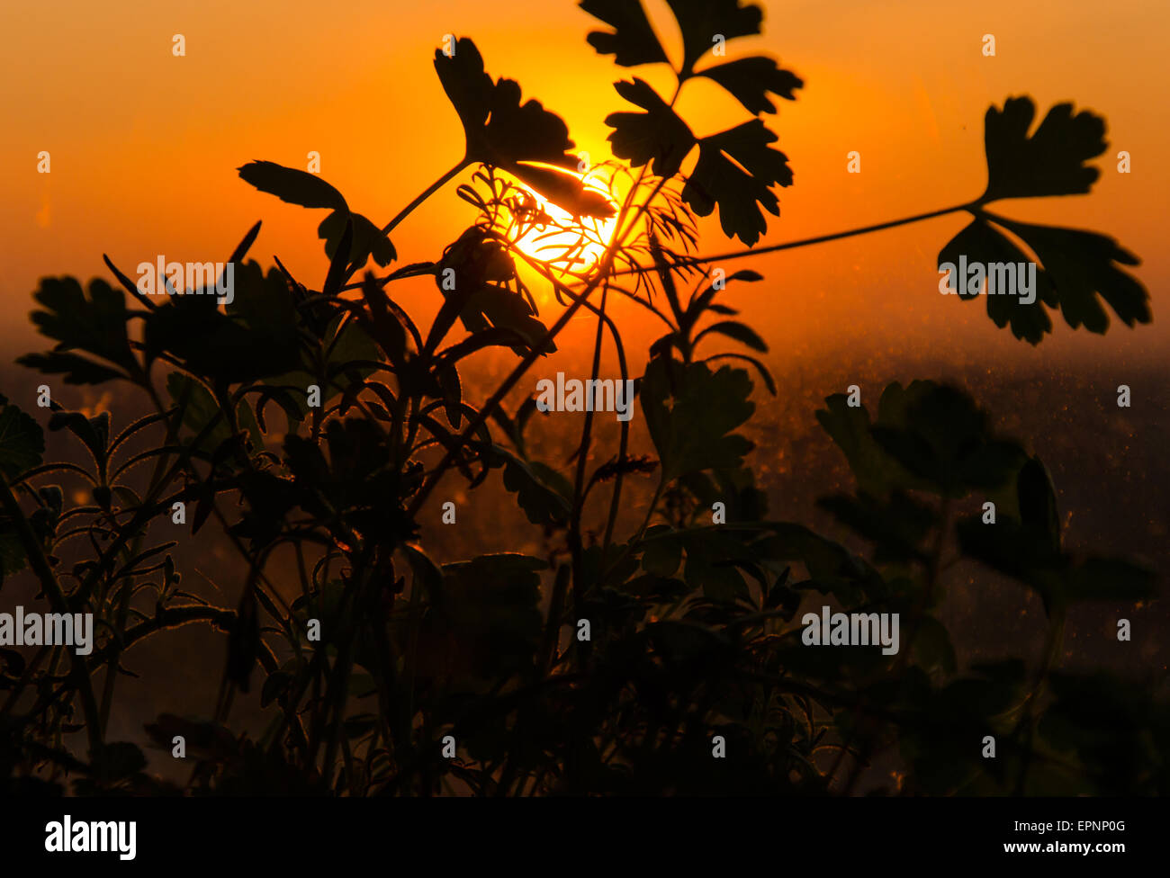 Sunset ray on the home plant in summer time Stock Photo - Alamy