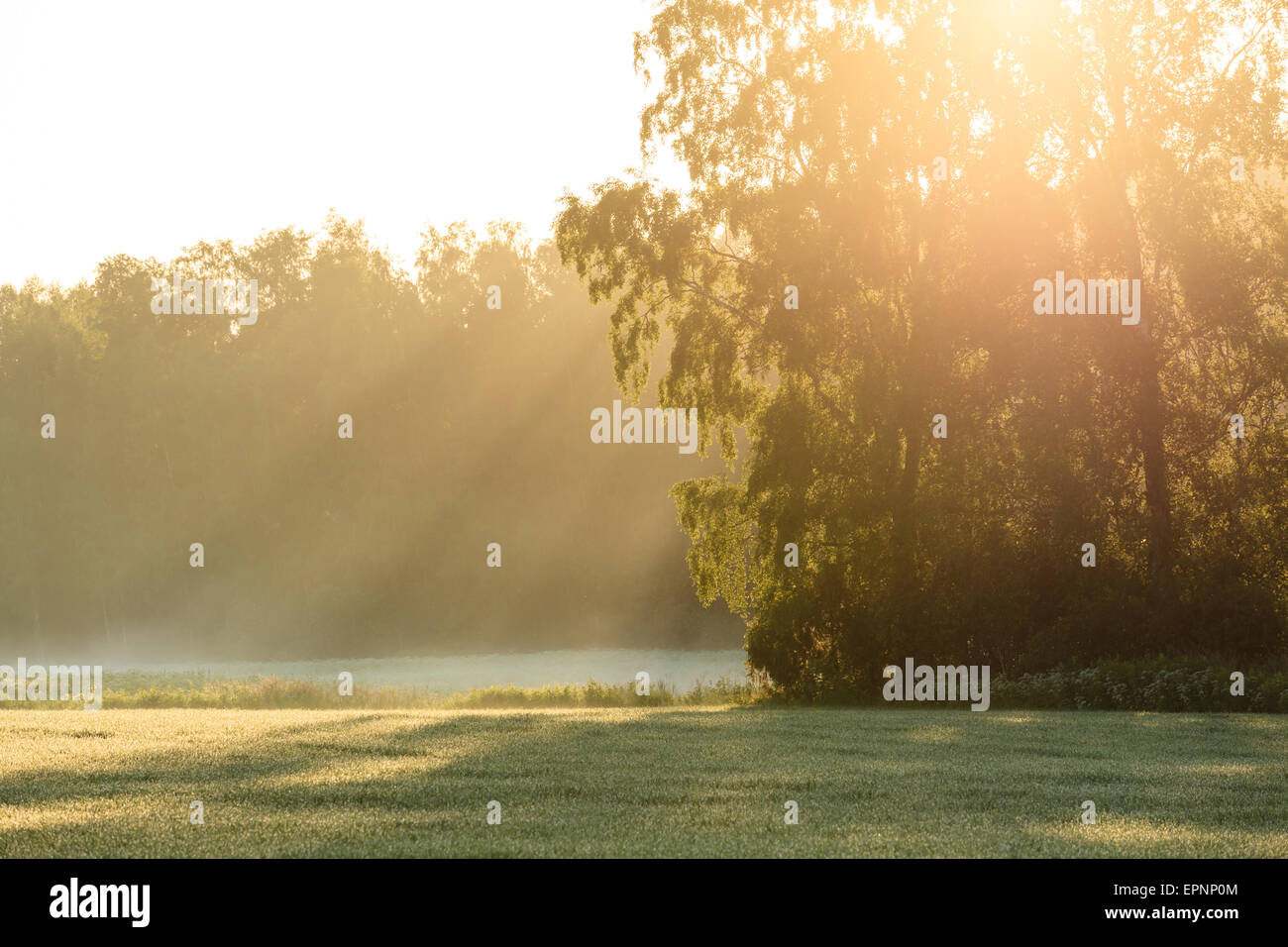 Rays light through birch hi-res stock photography and images - Alamy