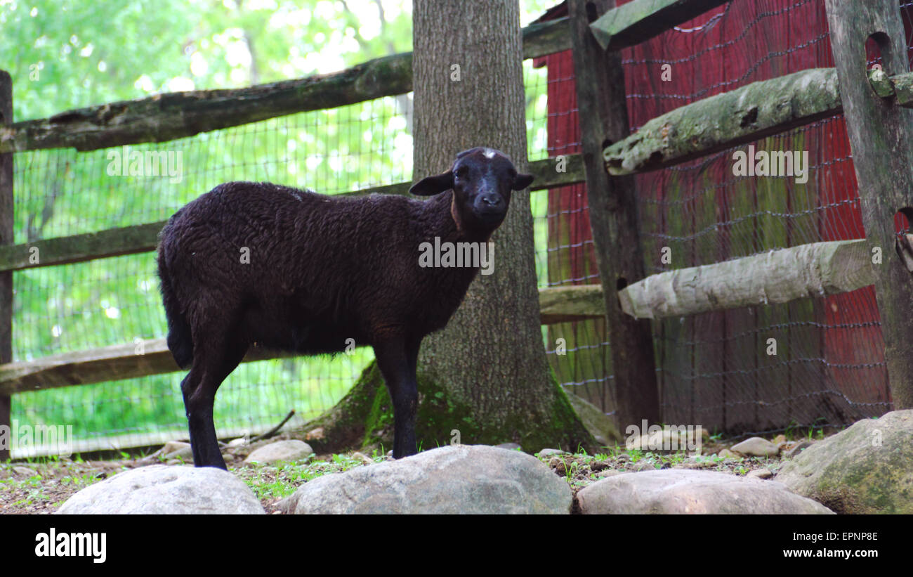 Goat with red eyes hi-res stock photography and images - Alamy