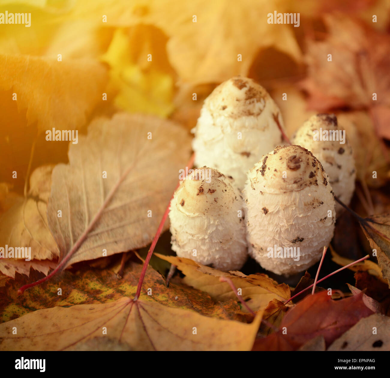 Autumn forest eatable mushrooms close-up Stock Photo - Alamy