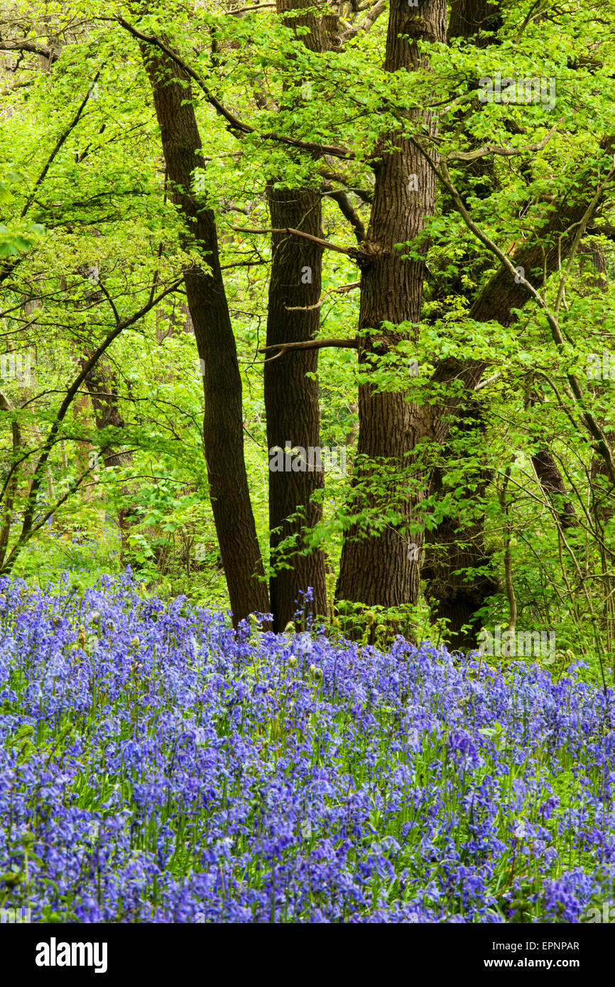 Bluebells and Spring Foliage in Middleton Woods Ilkley West Yorkshire ...