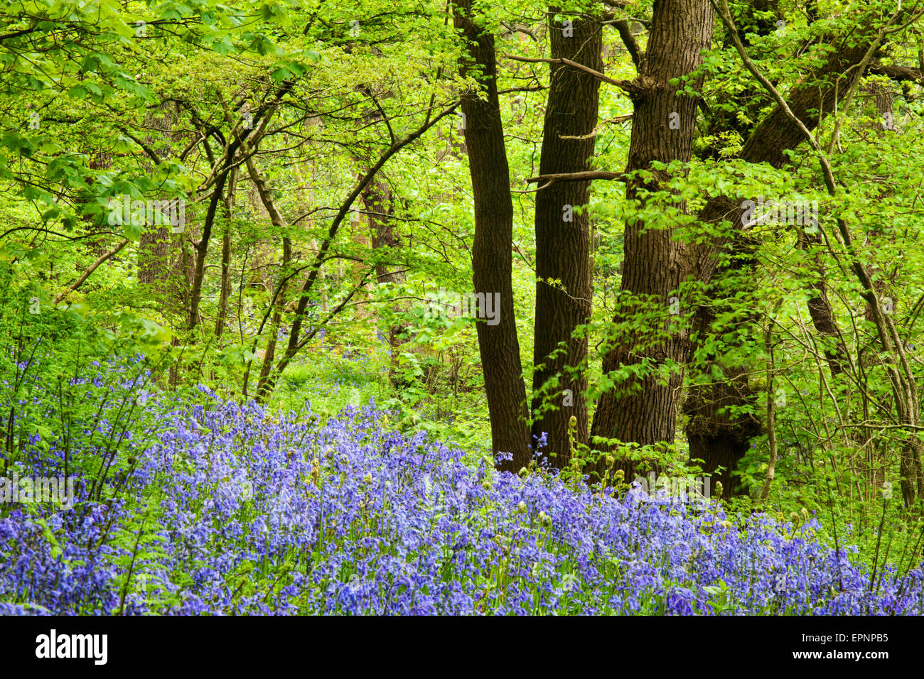 Bluebells and Spring Foliage in Middleton Woods Ilkley West Yorkshire ...