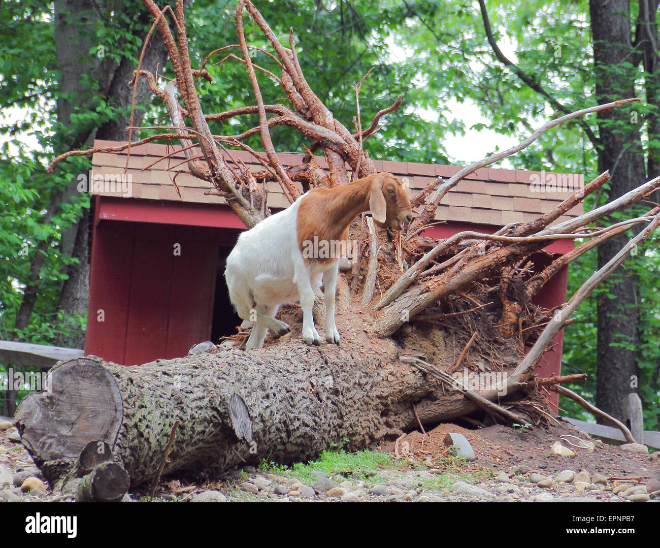 A champion goat stands atop a fallen tree in the yard by a barn Stock ...