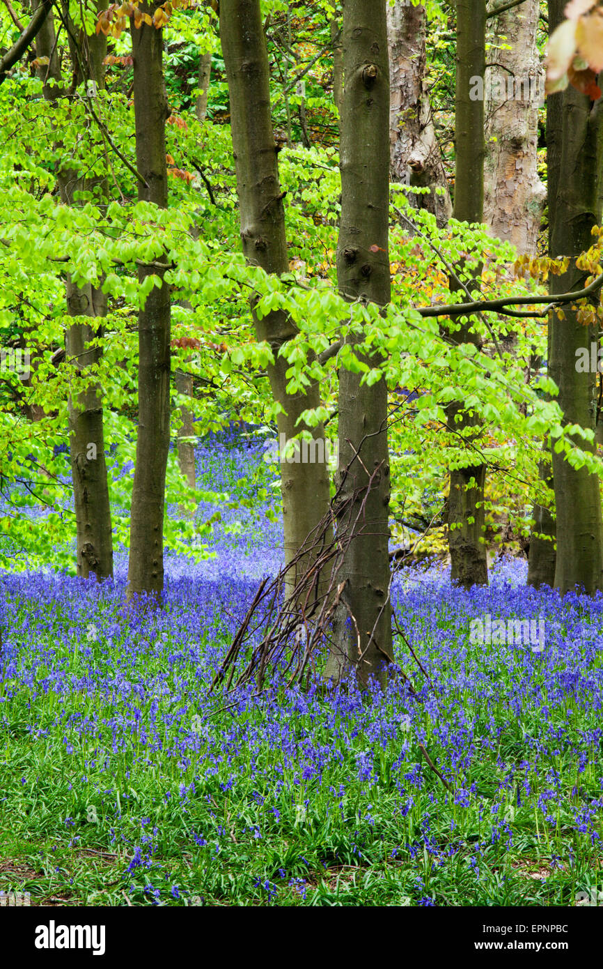 Twigs against a Tree and Bluebells in Middleton Woods in Spring Ilkley ...