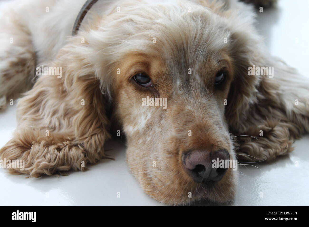 Beautiful Cocker Spaniel Dog Stock Photo - Alamy