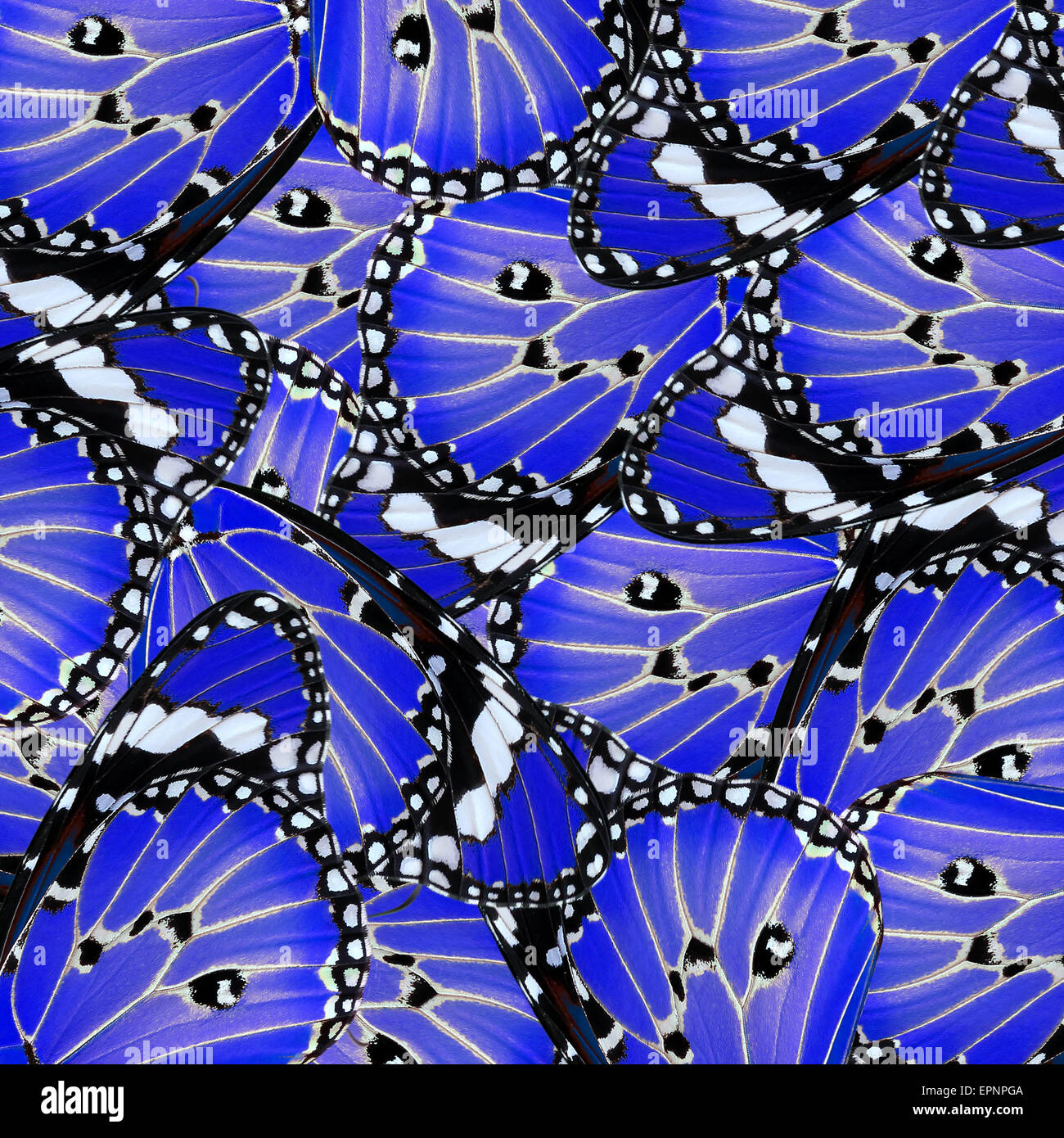 Blue butterfly wing hi-res stock photography and images - Alamy