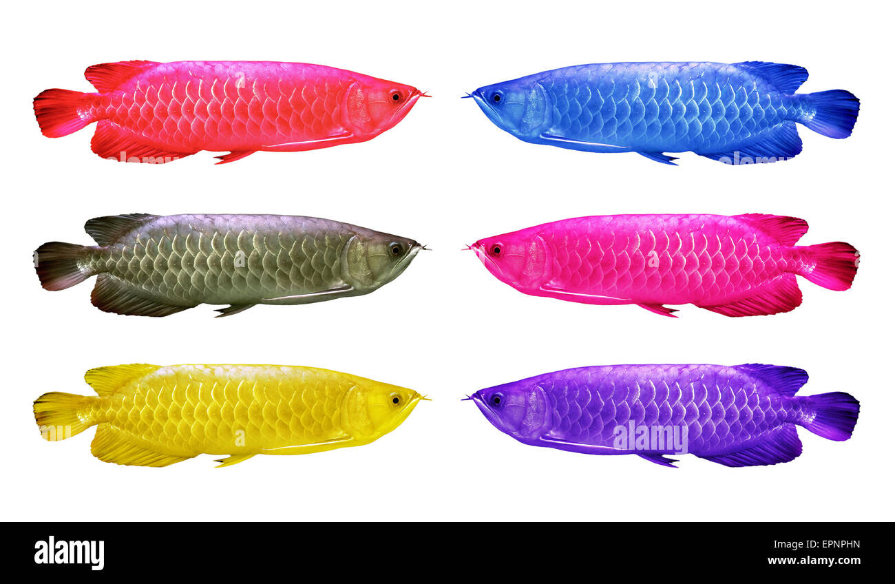 exotic color arowana isolated on white background Stock Photo - Alamy