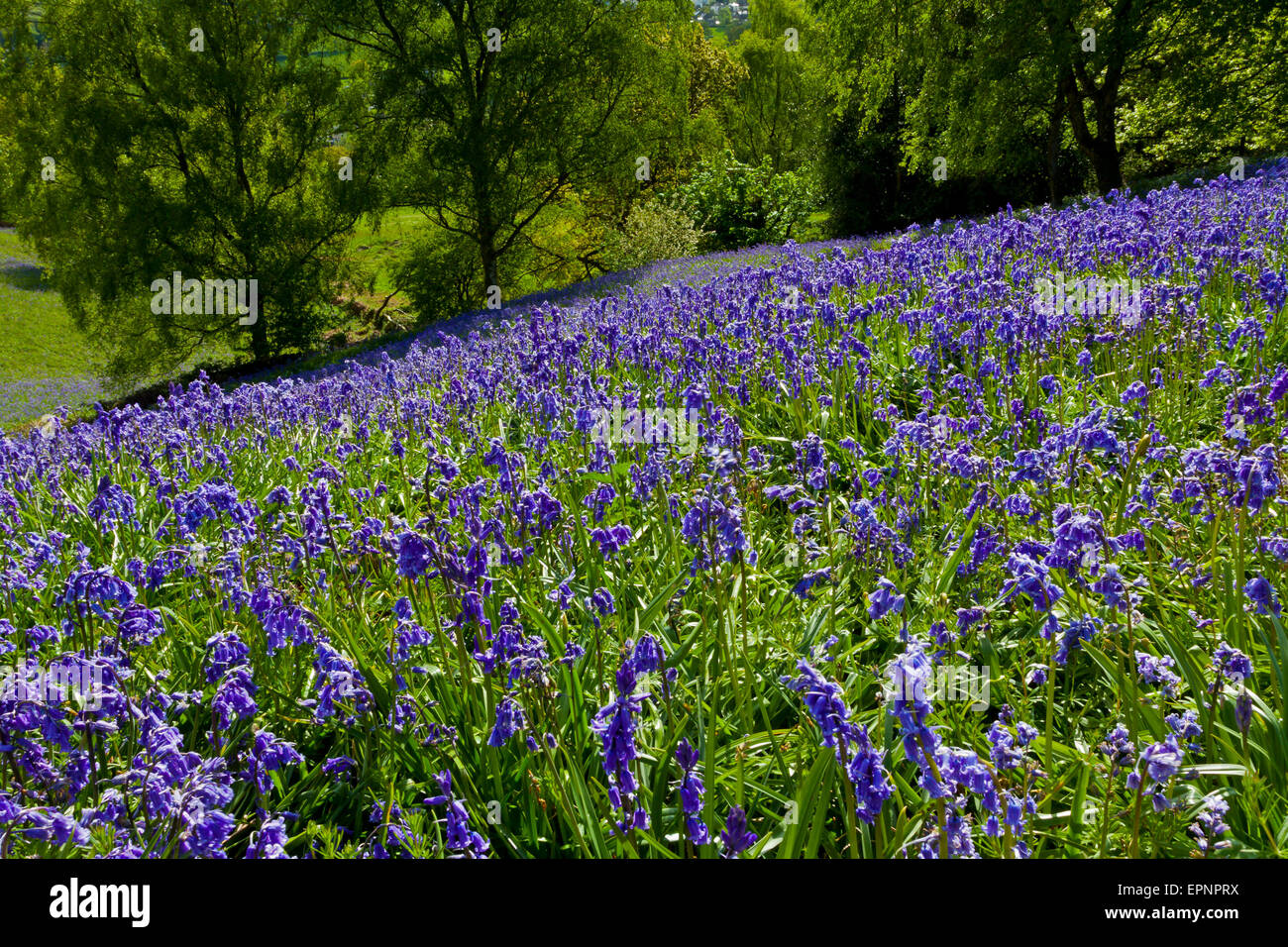 Sea of bluebells Hyacinthoides non-scripta in full May bloom in ...