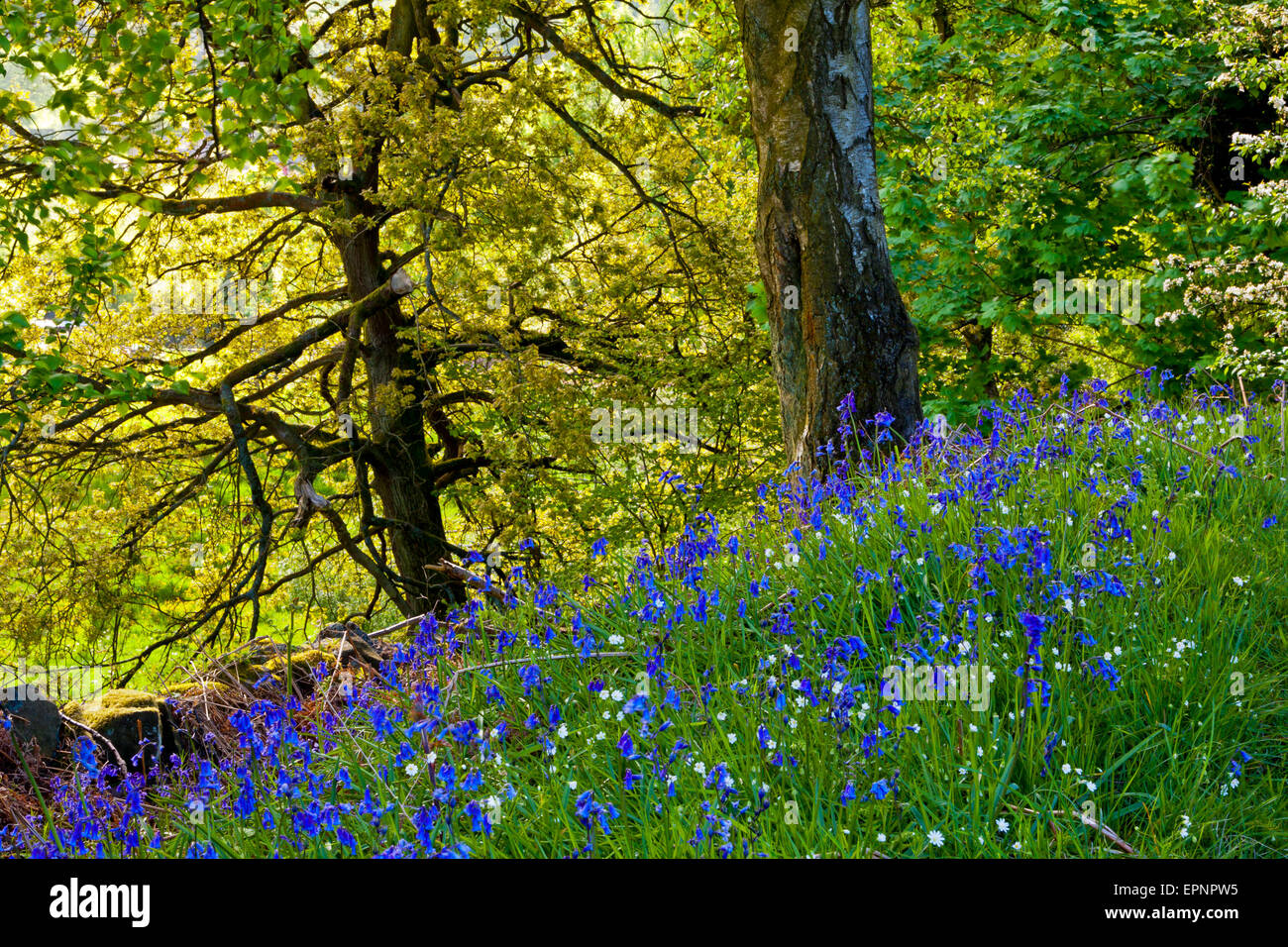 Sea of bluebells Hyacinthoides non-scripta in full May bloom in ...