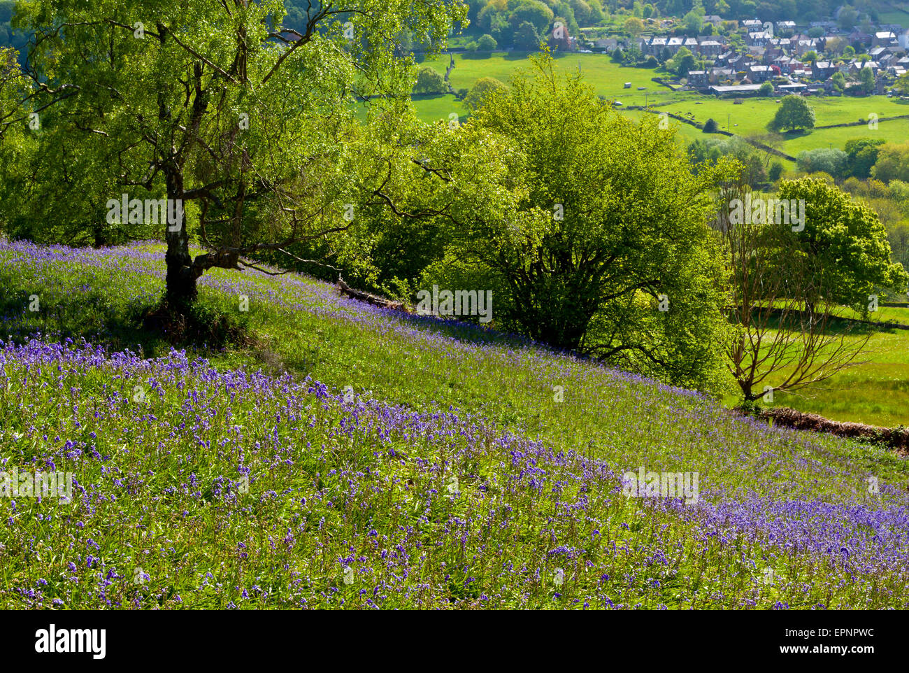 Sea of bluebells Hyacinthoides non-scripta in full May bloom in ...
