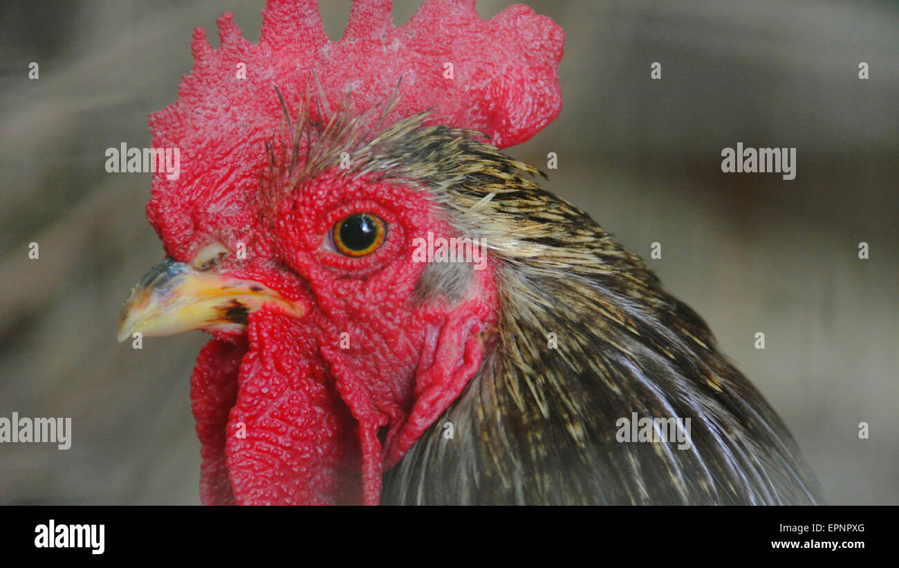 A closeup profile view of a rooster's head Stock Photo - Alamy