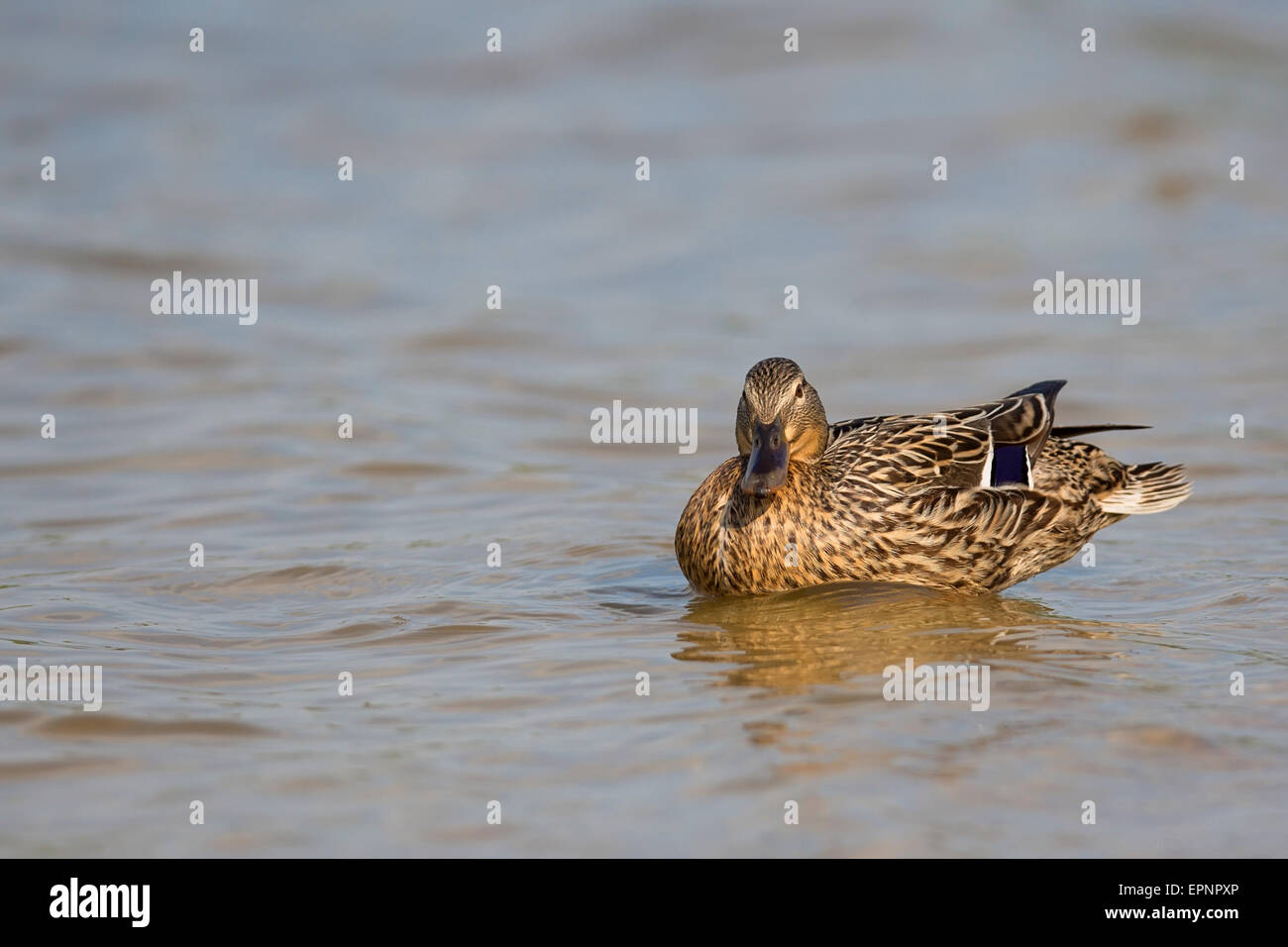 Duck in the wild Stock Photo - Alamy