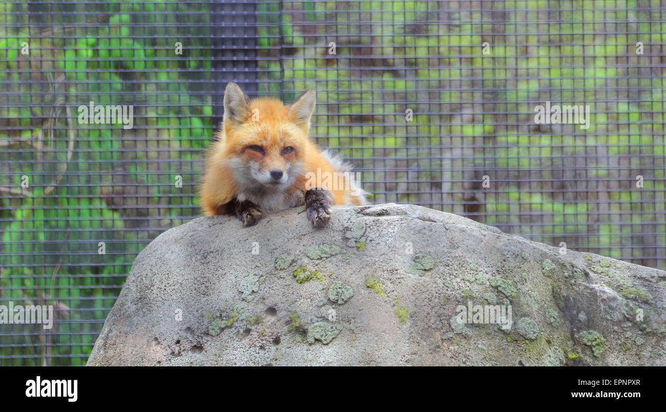 A lazy fox judges others from its perch Stock Photo - Alamy