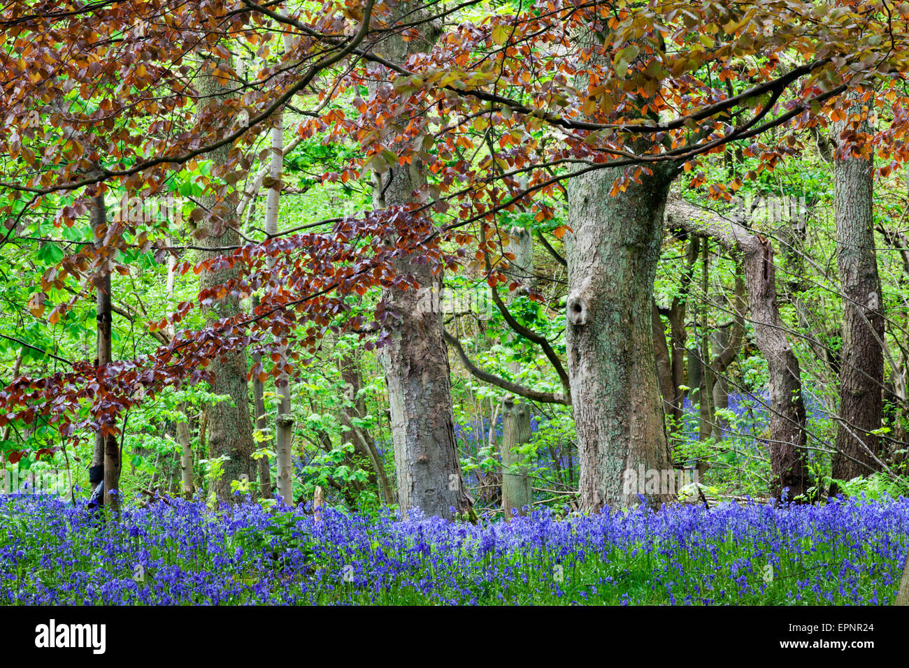 Bluebells and Spring Foliage in Middleton Woods Ilkley West Yorkshire ...