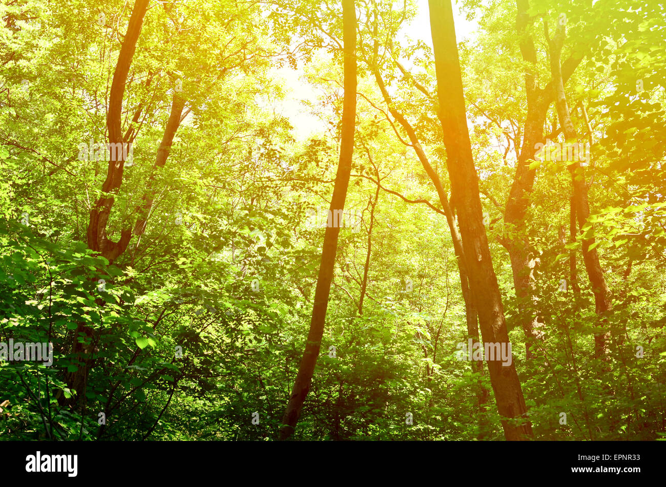 Beautiful green forest background Stock Photo - Alamy