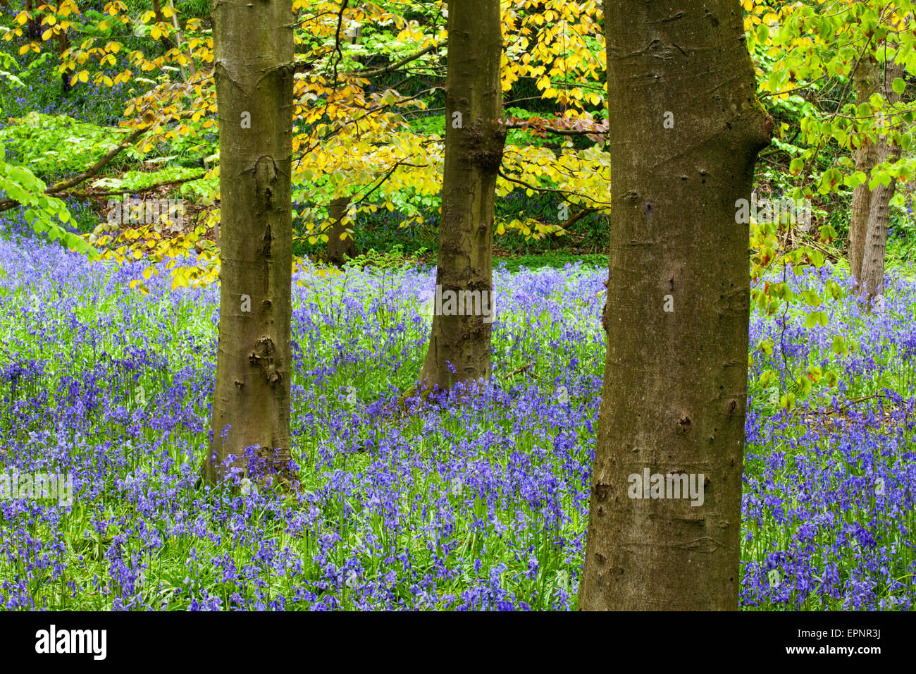 Bluebells and Spring Foliage in Middleton Woods Ilkley West Yorkshire ...