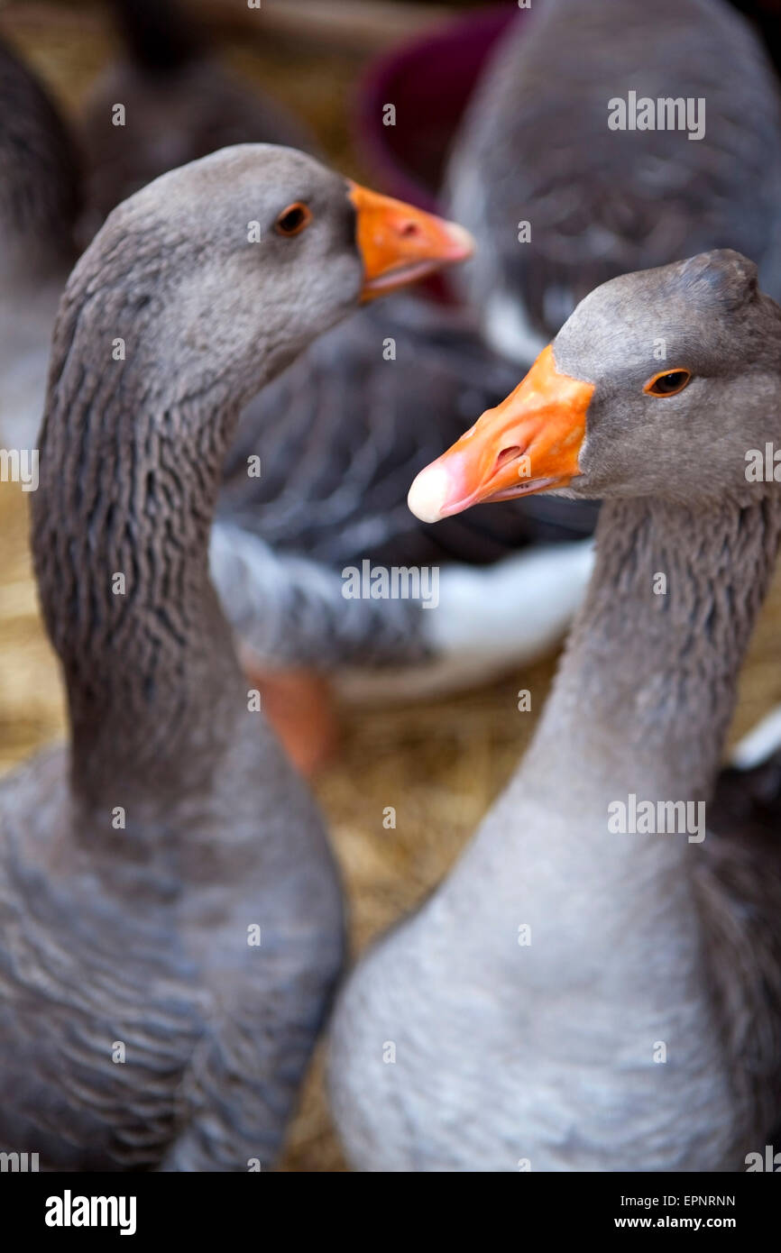 Perigord geese hi-res stock photography and images - Alamy