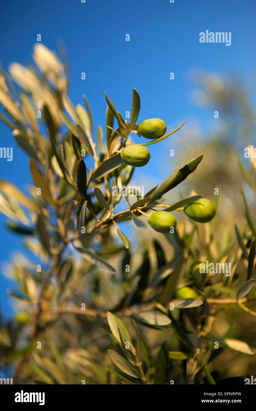 Close up of an olive tree in Provence Stock Photo - Alamy