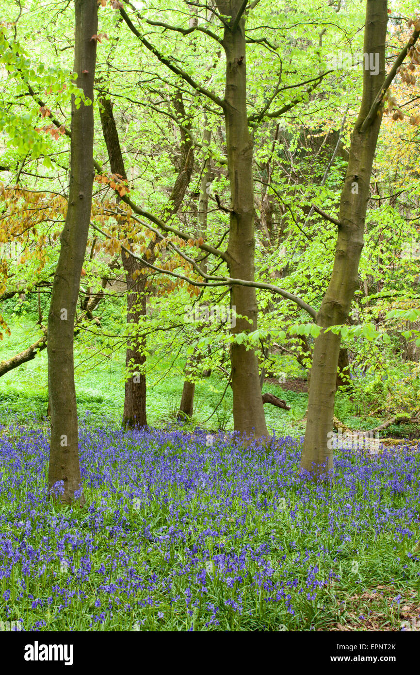 Bluebells and Spring Foliage in Middleton Woods Ilkley West Yorkshire ...