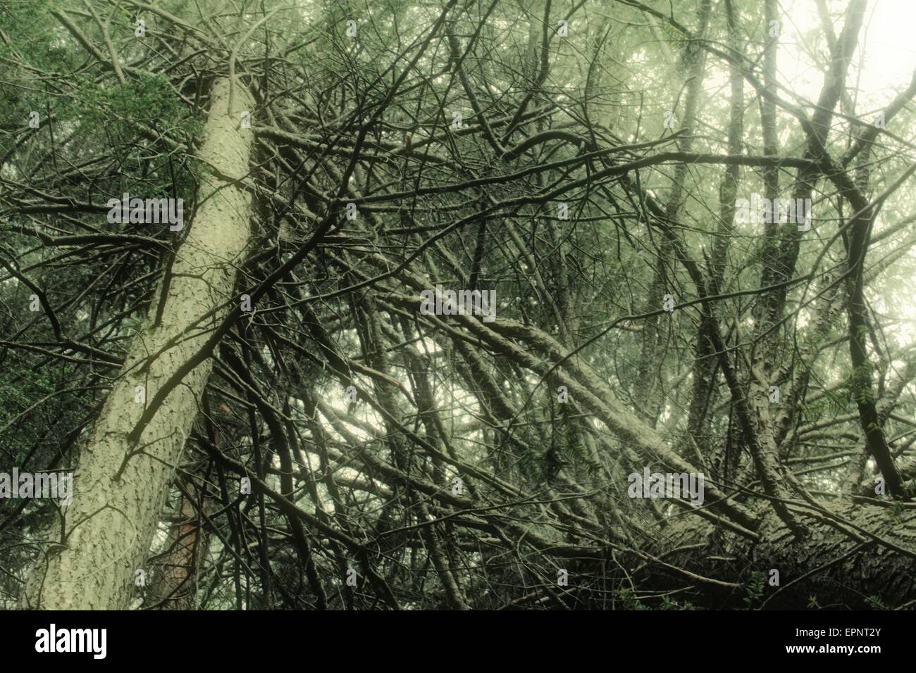 Gnarled and spooky, mysterious tree branch texture Stock Photo - Alamy