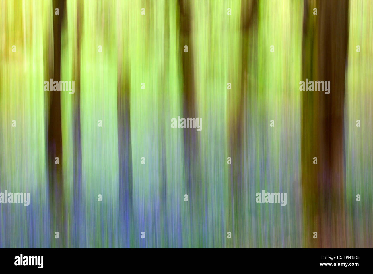 Uk bluebells abstract hi-res stock photography and images - Alamy