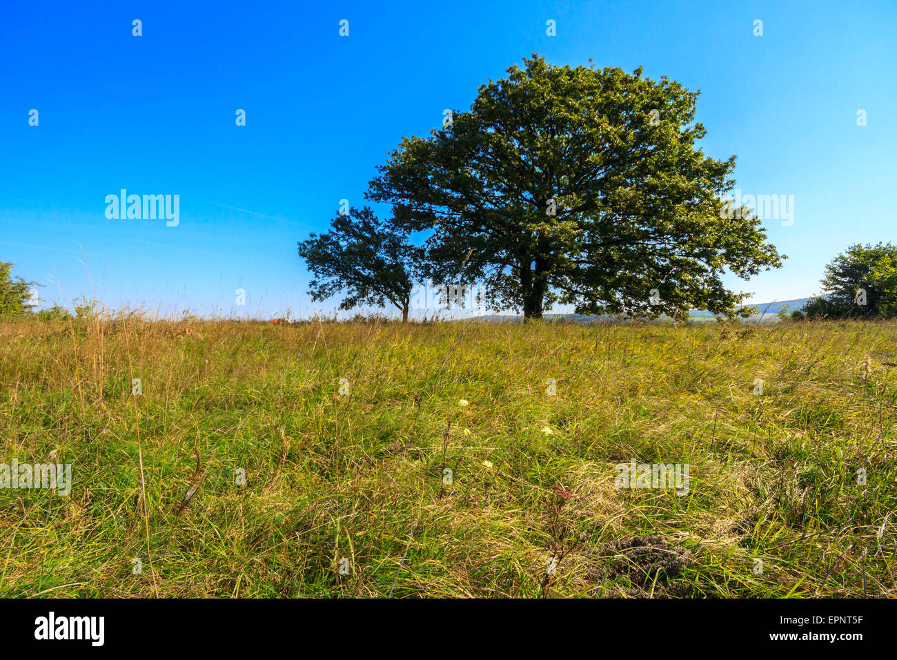 Big oak tree on the meadow hi-res stock photography and images - Alamy