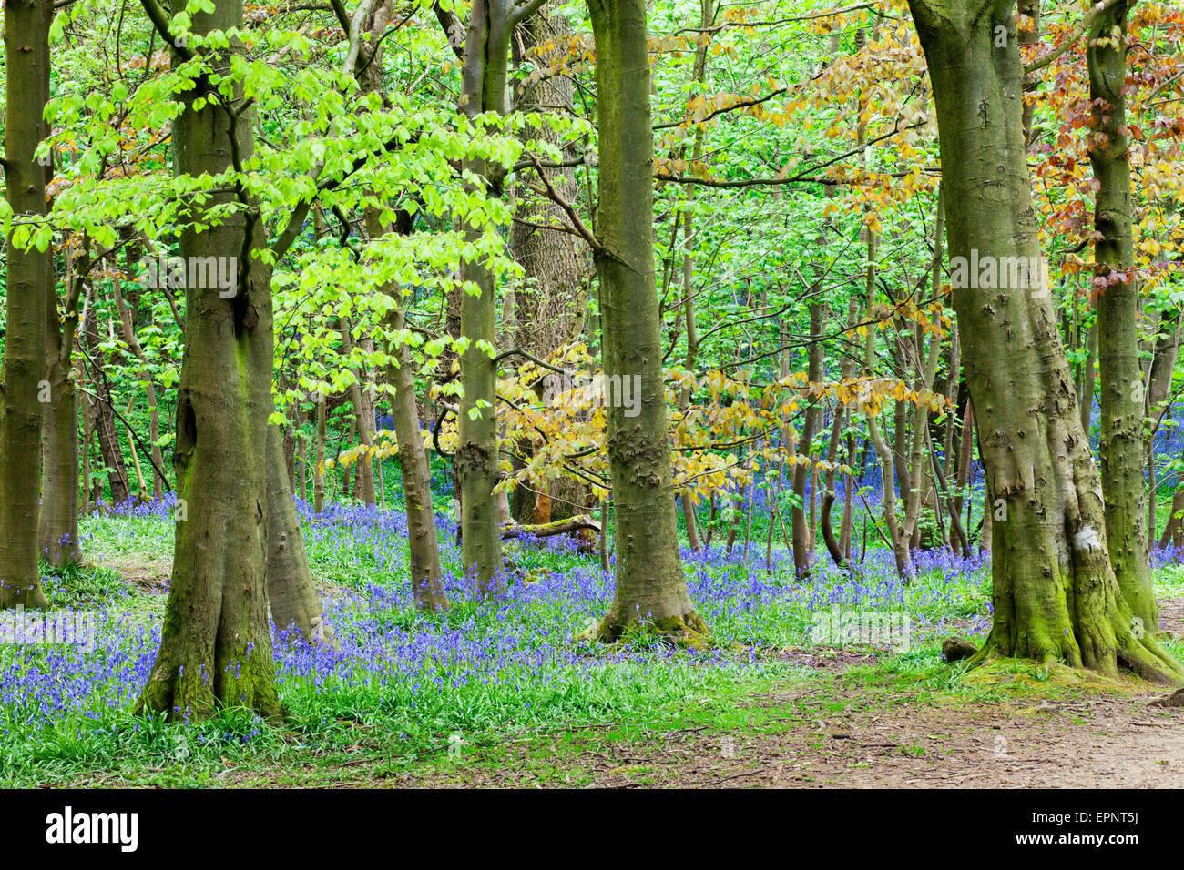 Bluebells and Spring Foliage in Middleton Woods Ilkley West Yorkshire ...