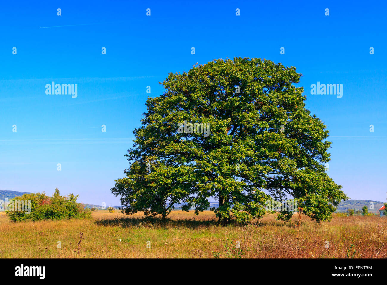 Big oak tree on the meadow hi-res stock photography and images - Alamy