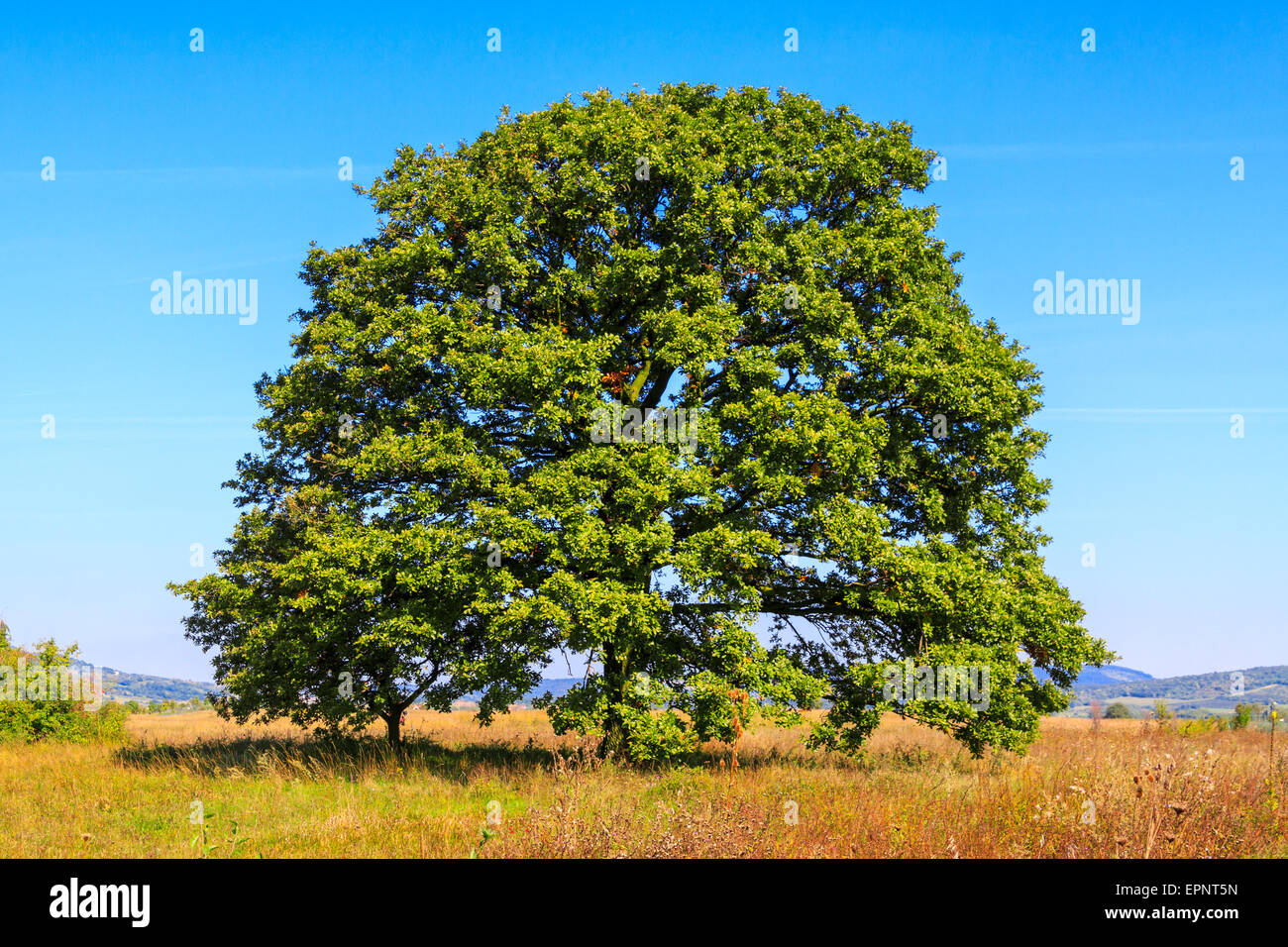 Single large oak tree in hi-res stock photography and images - Alamy