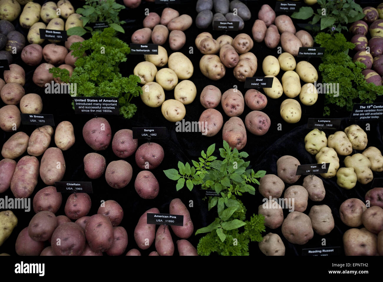 London, UK. 20th May, 2015. Gold awarded potato display at The Chelsea ...