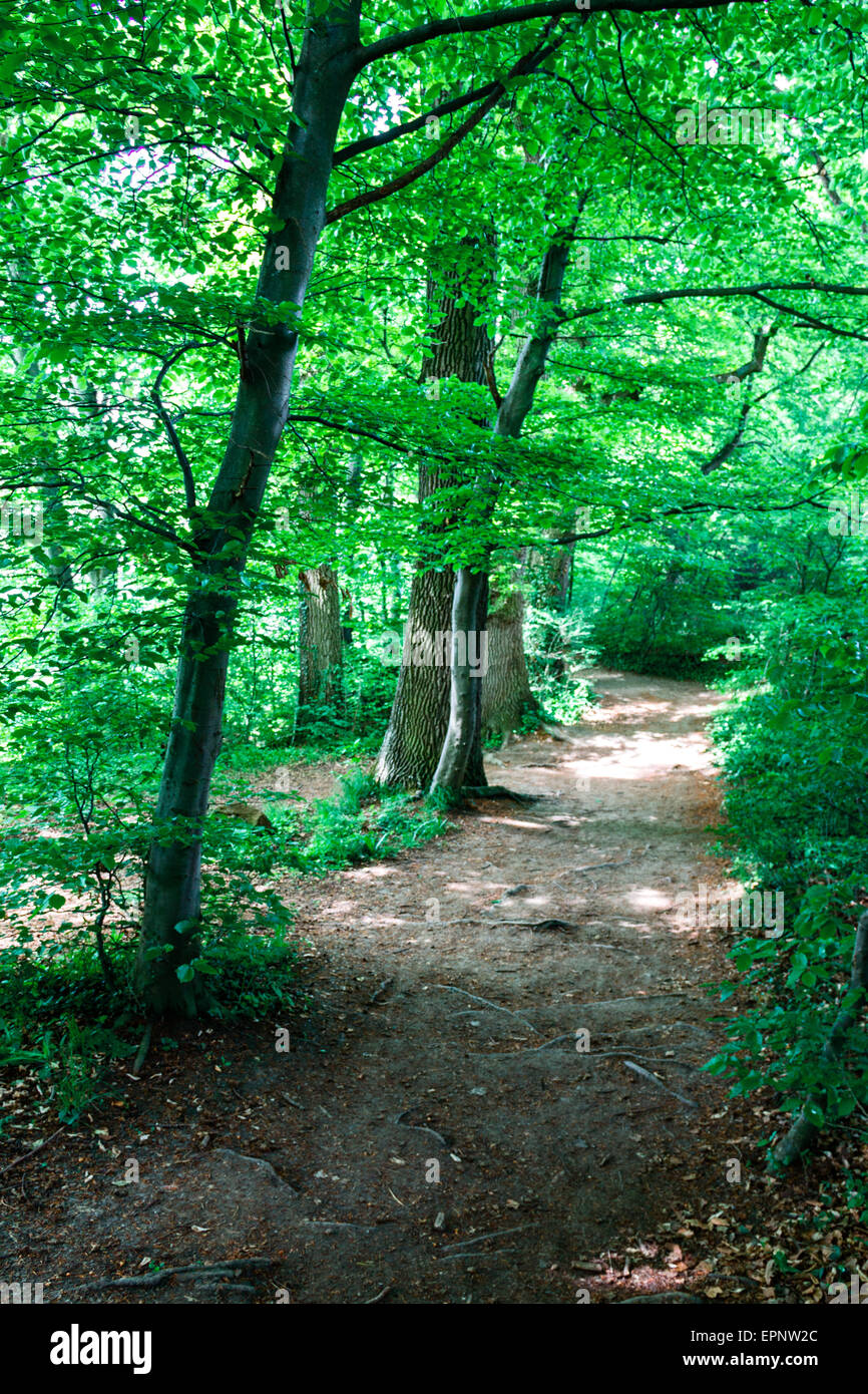 Shot taken in a forest Stock Photo - Alamy