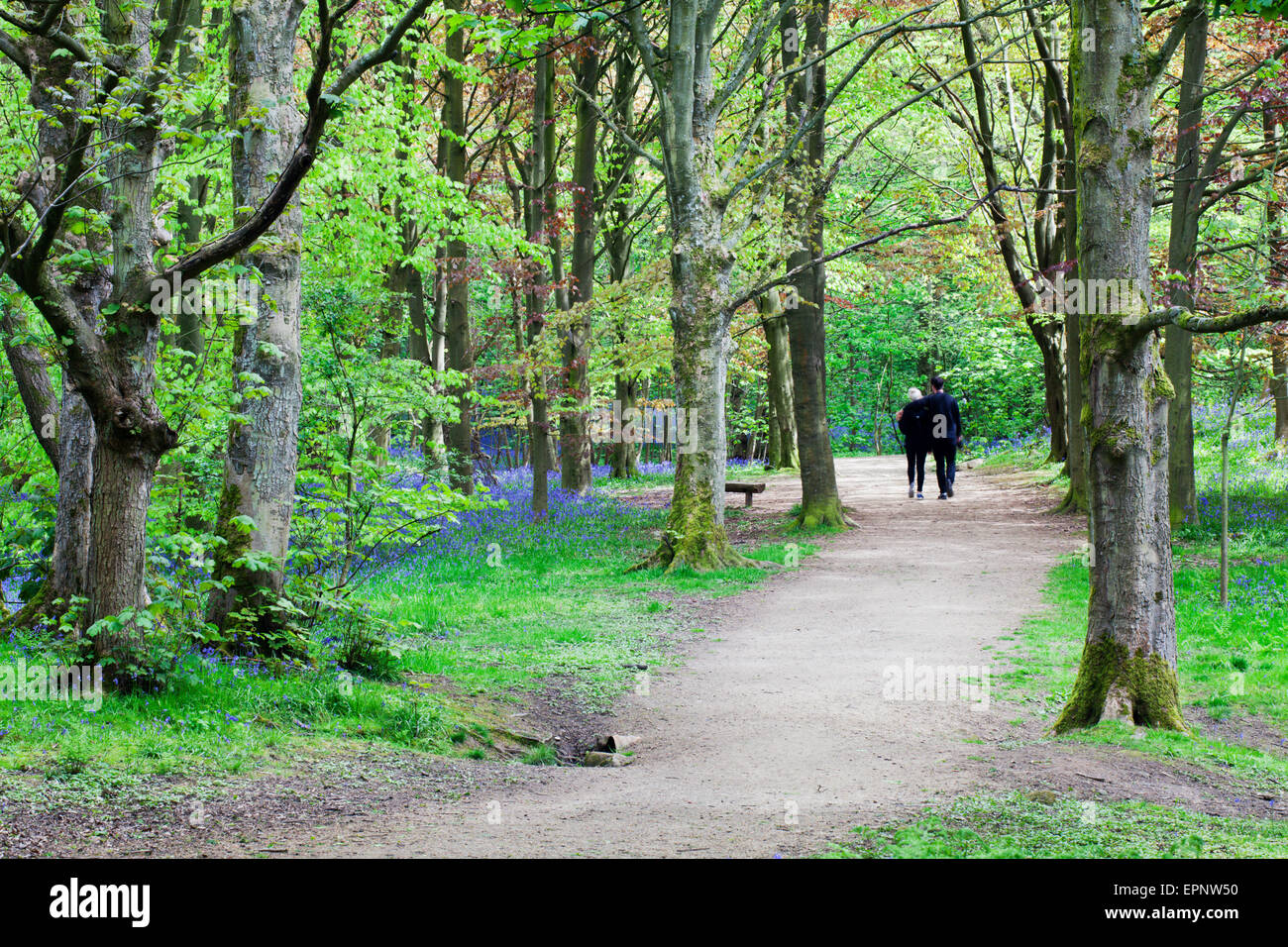Couple Walking along a Path in Spring in Middleton Woods Ilkley West ...