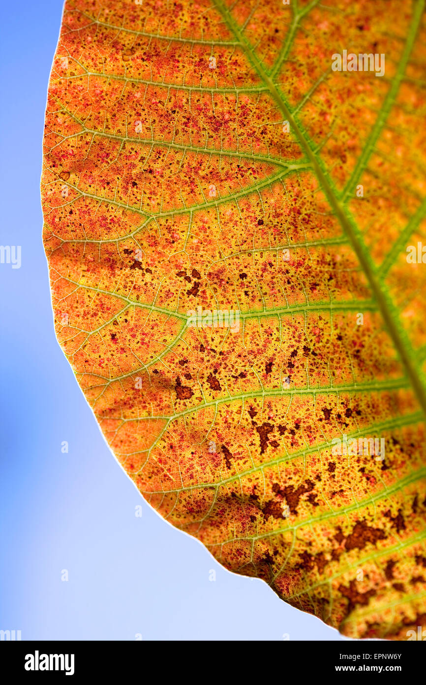Rib of a leaf hi-res stock photography and images - Alamy