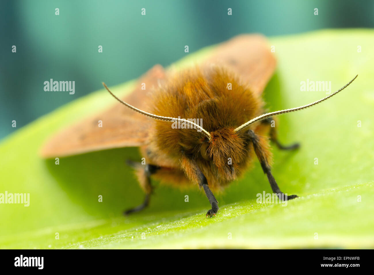 Ruby Tiger moth Stock Photo - Alamy