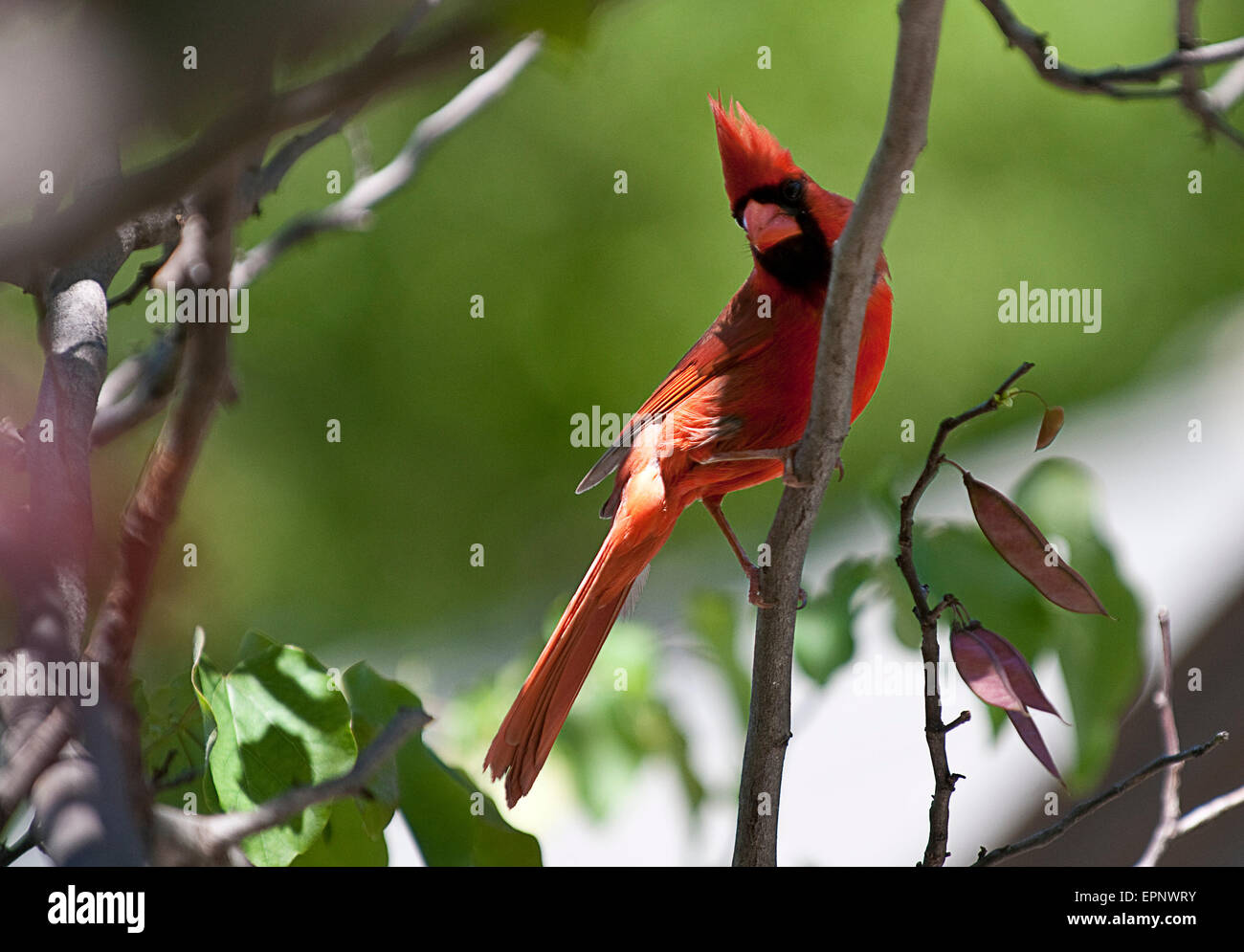 Male northern cardinal on a wire hi-res stock photography and images ...