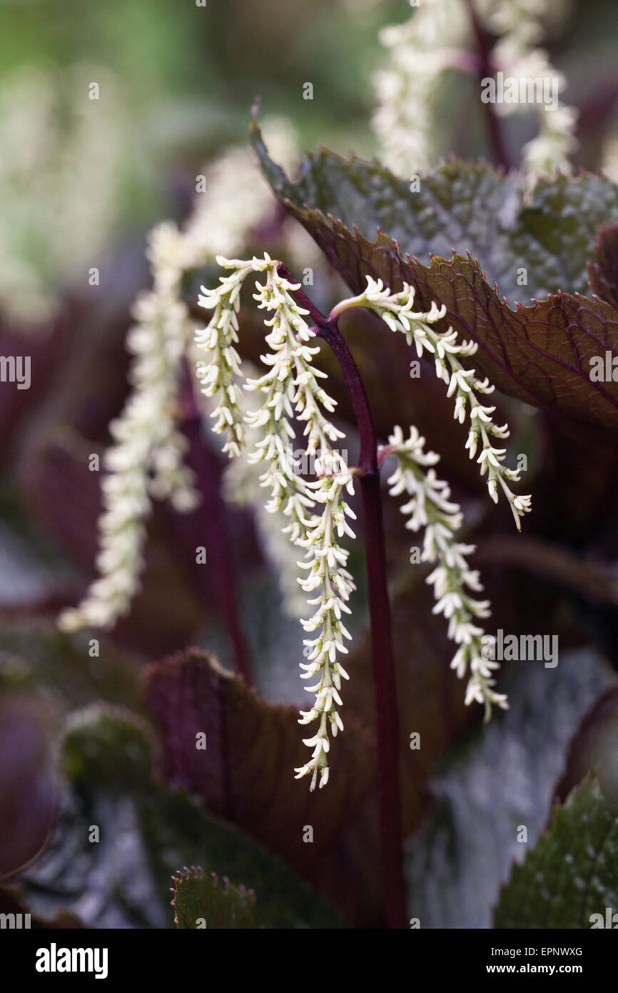 Chloranthaceae hi-res stock photography and images - Alamy