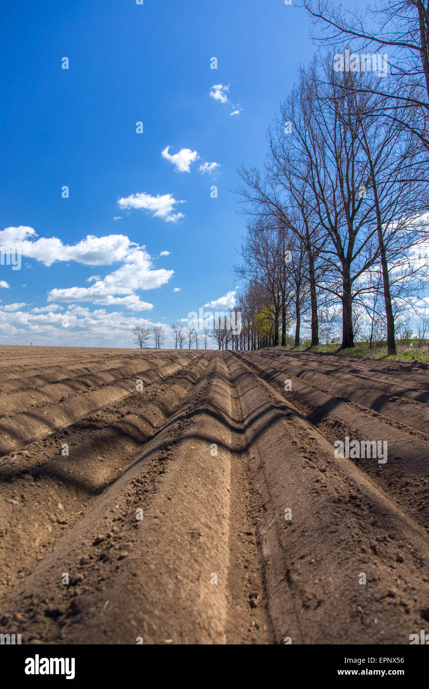 Large brown field with numerous straight rows Stock Photo - Alamy