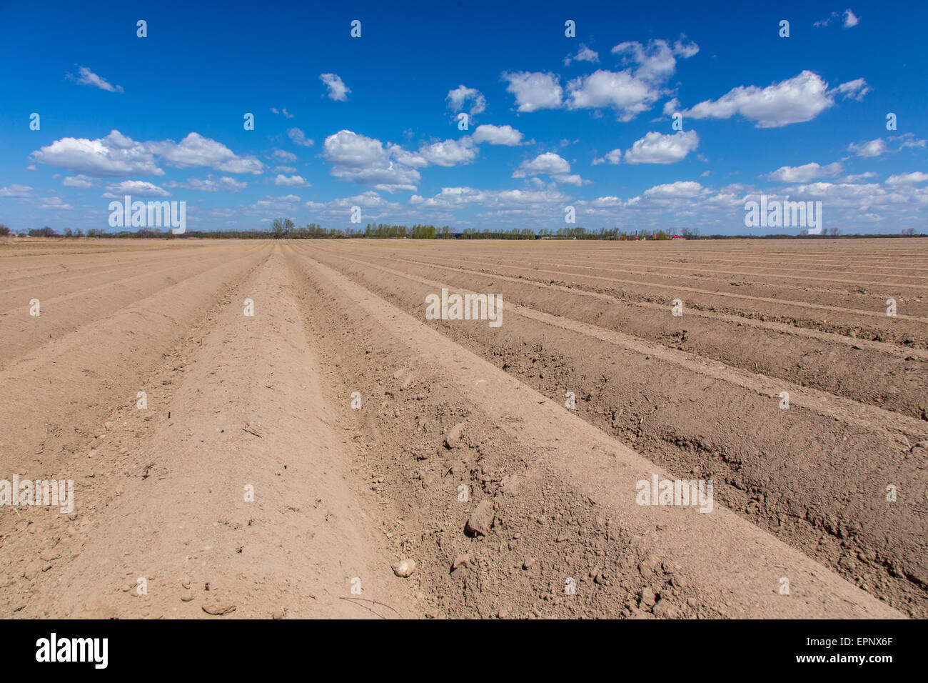 Large brown field with numerous straight rows Stock Photo - Alamy