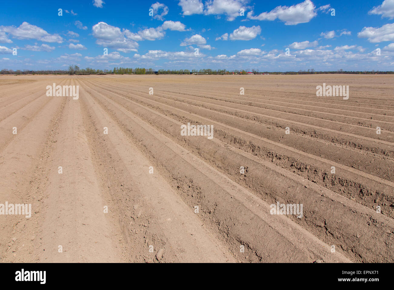 Large brown field with numerous straight rows Stock Photo - Alamy