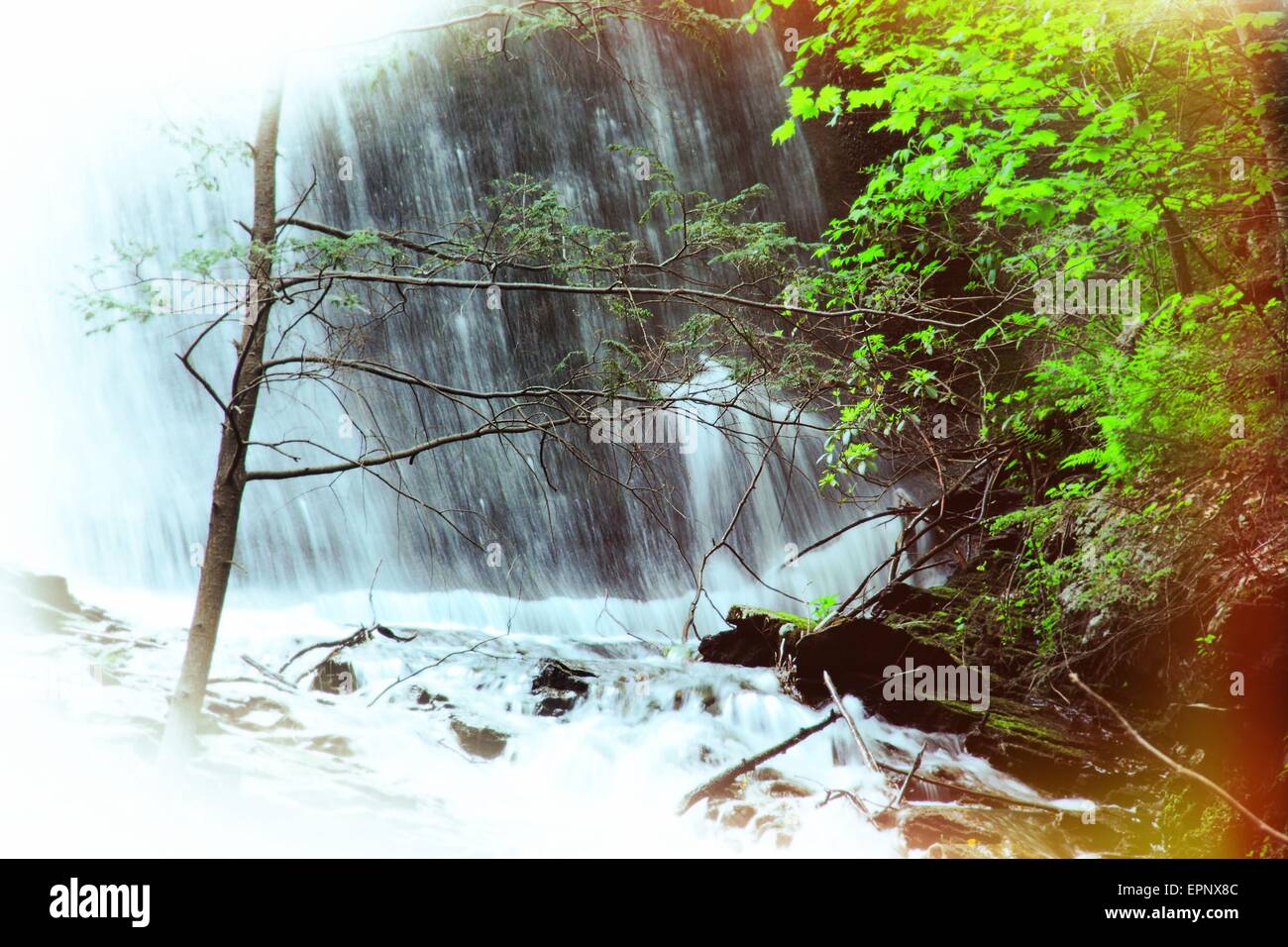 A waterfall in the woods with green trees Stock Photo - Alamy