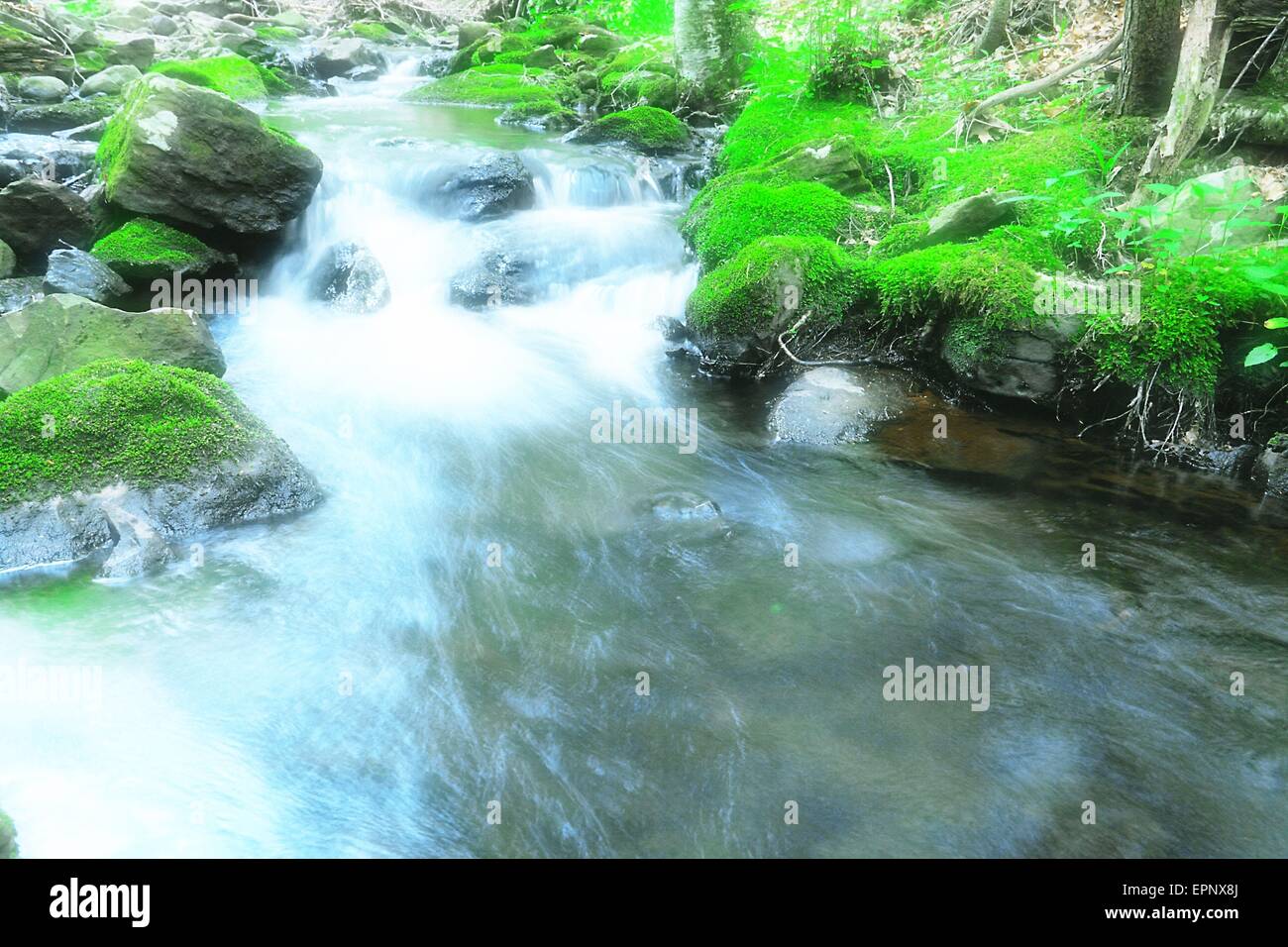 A stream with rapids in the woods with moss covered rocks Stock Photo ...