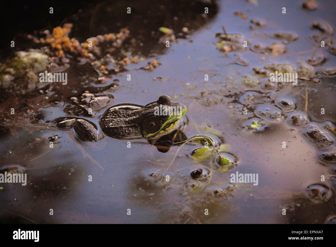 Common bull frog hi-res stock photography and images - Alamy