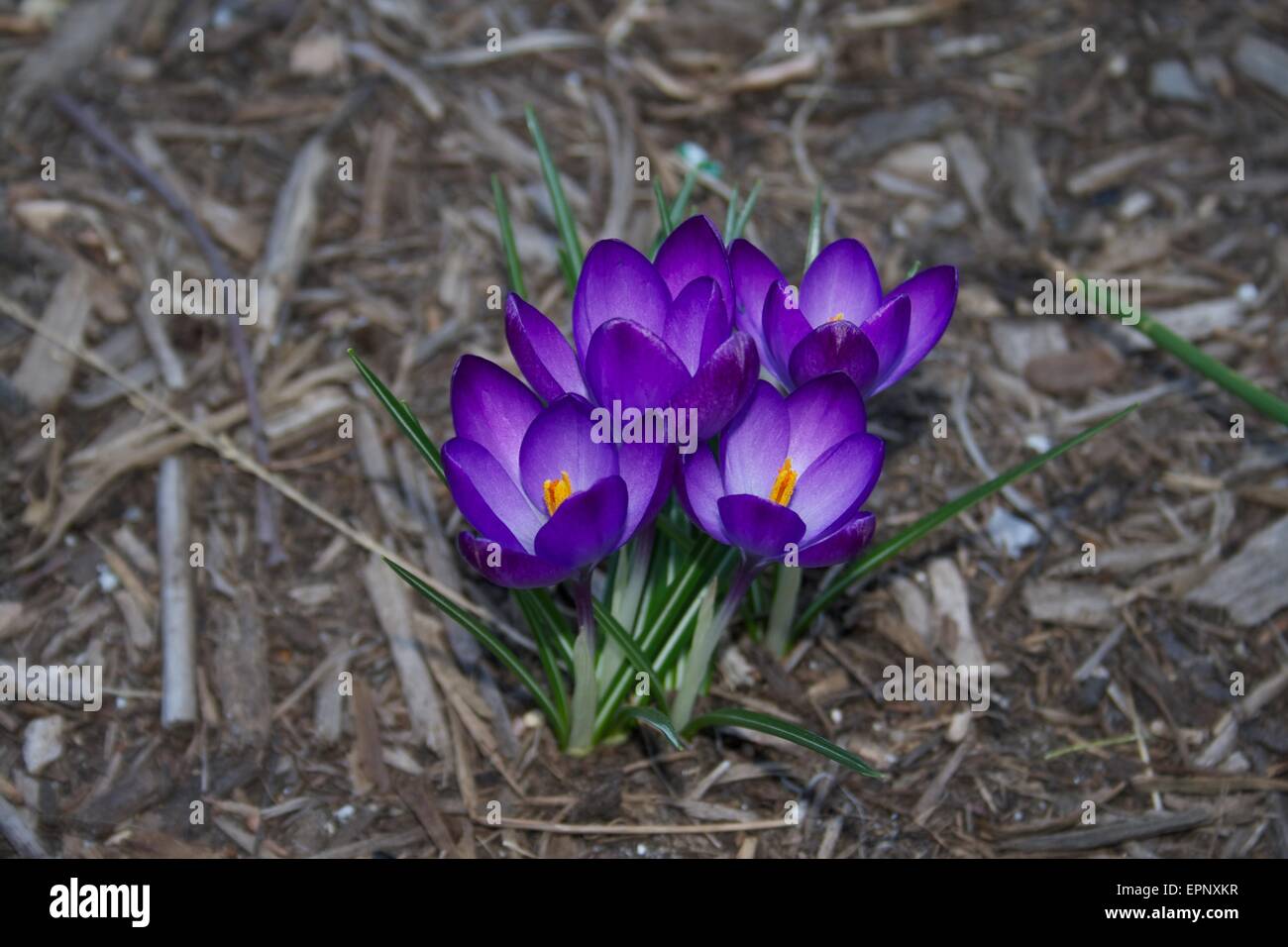 Purple Tulips blooming during early spring Stock Photo - Alamy