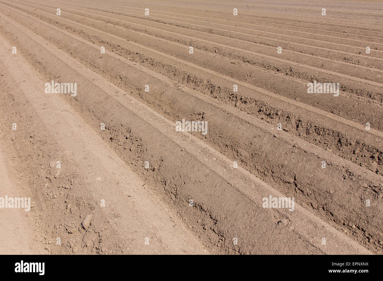 Large brown field with numerous straight rows Stock Photo - Alamy