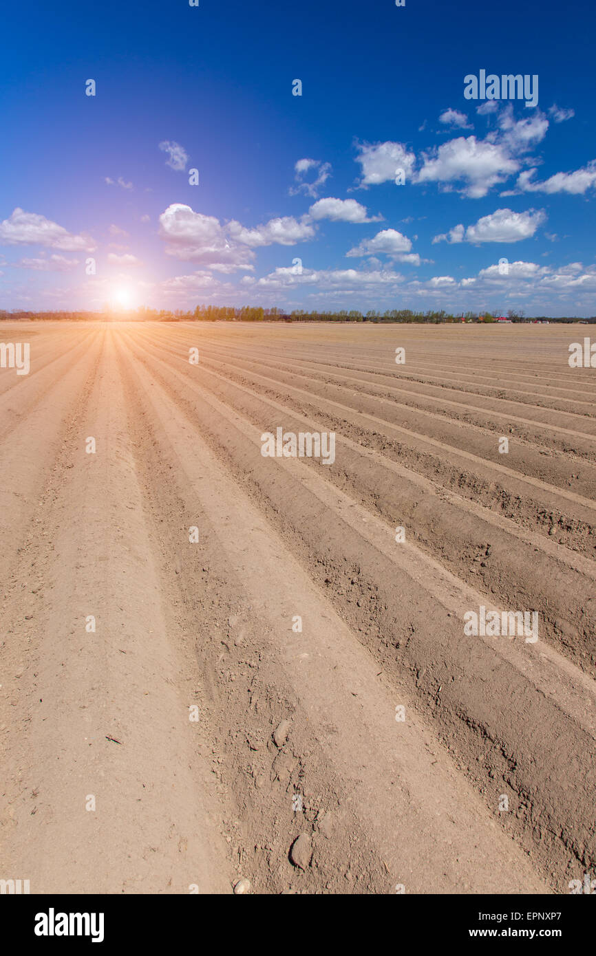 Beautiful sunset over the large brown field with numerous straight rows ...
