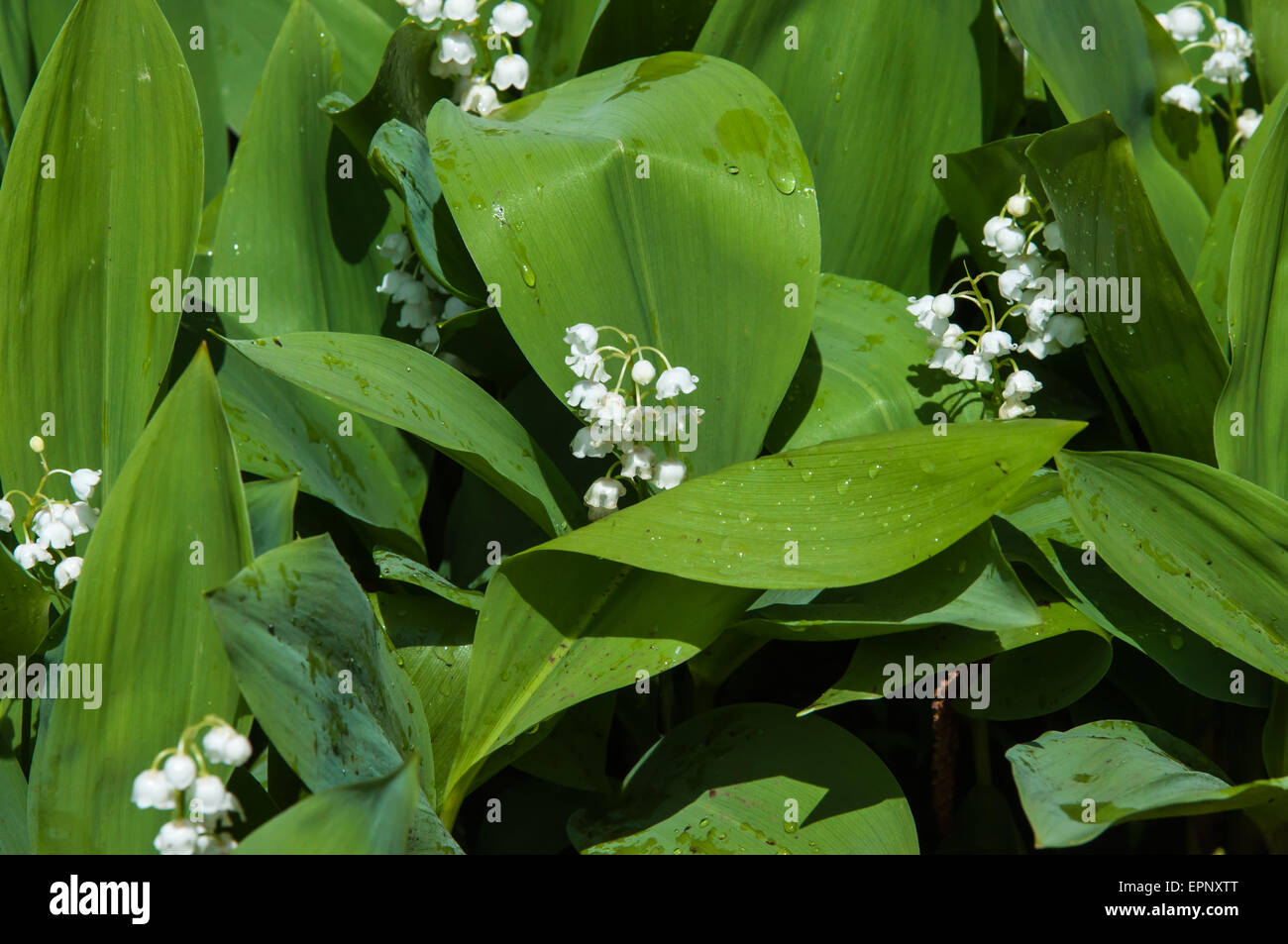 Lily of the Valley after the spring rain Stock Photo - Alamy