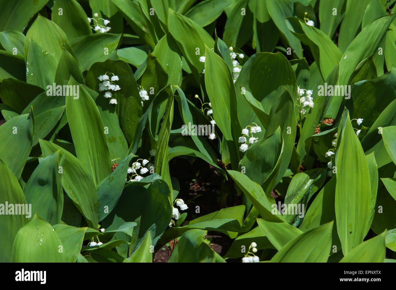 Lily of the Valley after the spring rain Stock Photo - Alamy